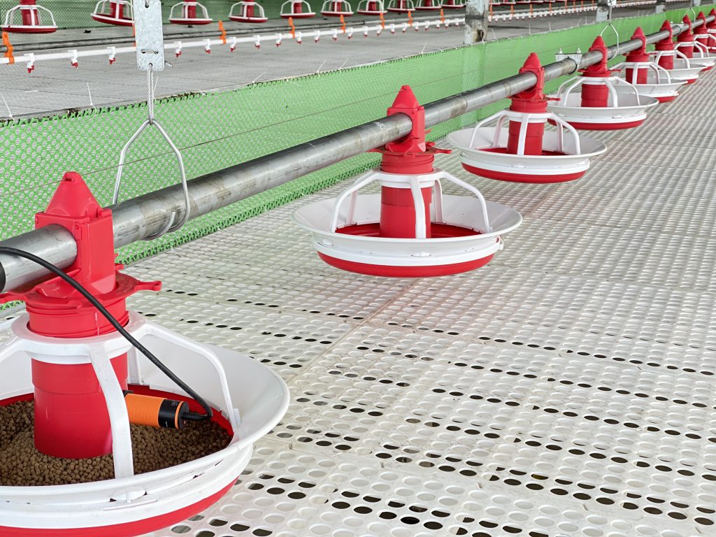 Automatic Pan Feeding System for duck - Thiết bị chăn nuôi